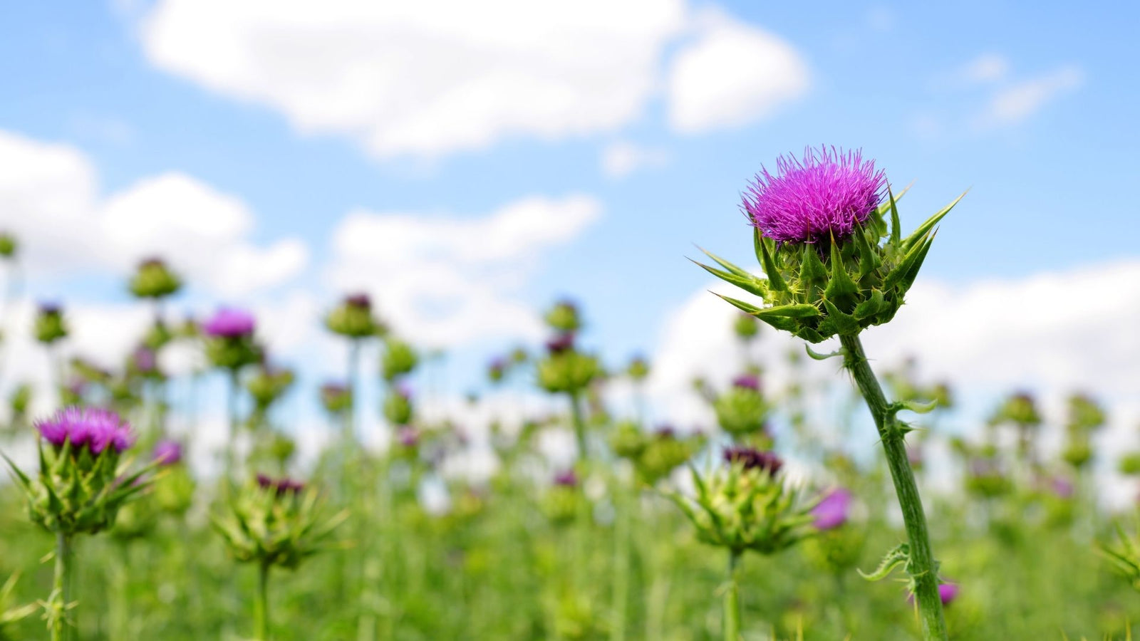 Scottish Thistle Symbolism: Meaning, Origin and Significance