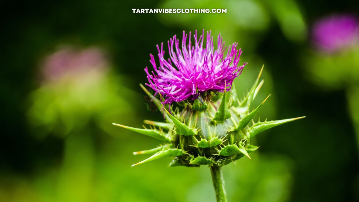 Celtic Symbols of Scotland: Their Meaning and Significance