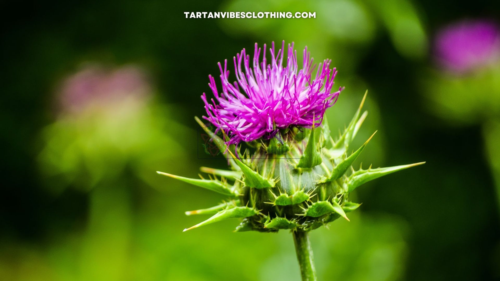 Celtic Symbols of Scotland: Their Meaning and Significance