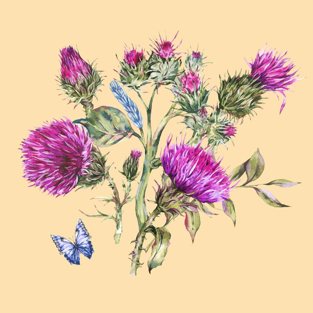 Scottish Thistle Symbolism: Meaning, Origin and Significance