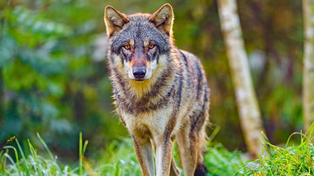 30 Fascinating Children's Facts About Scotland